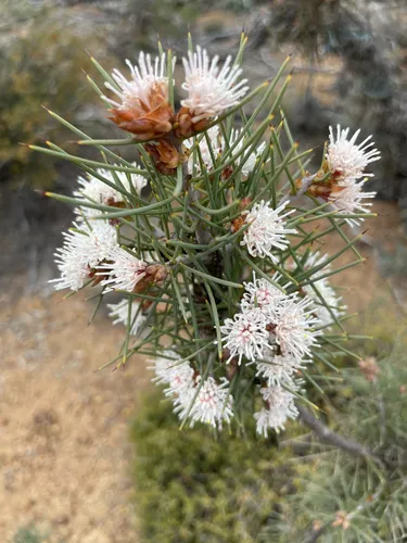 Best Easy Trails in Dryandra Woodland | AllTrails