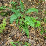 Magnolia Falls Trail, Arkansas - 654 Reviews, Map | AllTrails