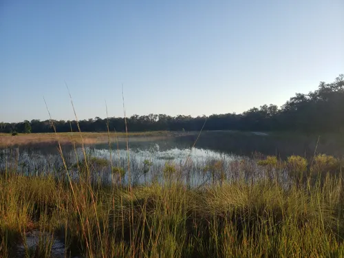 Melhores caminhadas e trilhas em Allen David Broussard Catfish Creek ...