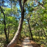 Atlantic White Cedar Swamp Trail, Massachusetts - 825 Reviews, Map ...