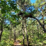 Atlantic White Cedar Swamp Trail, Massachusetts - 818 Reviews, Map ...