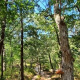 Atlantic White Cedar Swamp Trail, Massachusetts - 825 Reviews, Map ...