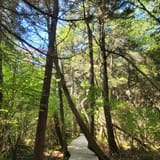 Atlantic White Cedar Swamp Trail, Massachusetts - 854 Reviews, Map ...