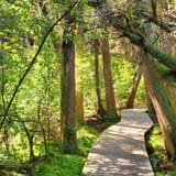 Atlantic White Cedar Swamp Trail, Massachusetts - 854 Reviews, Map ...
