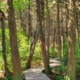 Atlantic White Cedar Swamp Trail, Massachusetts - 854 Reviews, Map ...
