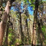 Atlantic White Cedar Swamp Trail, Massachusetts - 854 Reviews, Map ...