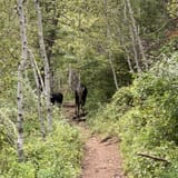 Scout Falls via Mount Timpanogos Trail, Utah - 2,155 Reviews, Map ...