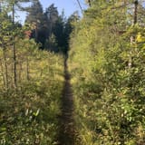 Cat Mountain Trail, New York - 233 Reviews, Map | AllTrails