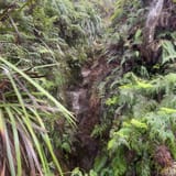 Manana Ridge Trail to Ko'olau Summit, Oahu, Hawaii - 172 Reviews, Map ...