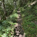 Tioga West Rim Trail, Pennsylvania - 482 Reviews, Map | AllTrails