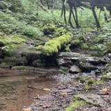 Tioga West Rim Trail, Pennsylvania - 551 Reviews, Map | AllTrails
