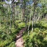 Mount Herman Trail, Colorado - 1,653 Reviews, Map | AllTrails