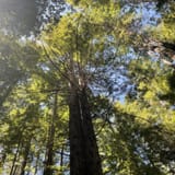 Pygmy Forest Discovery Trail, California - 116 Reviews, Map | AllTrails