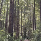 Pygmy Forest Discovery Trail, California - 116 Reviews, Map | AllTrails