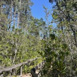 Pygmy Forest Discovery Trail, California - 116 Reviews, Map | AllTrails