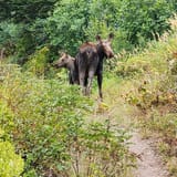 Piegan Pass Trail, Montana - 330 Reviews, Map | AllTrails