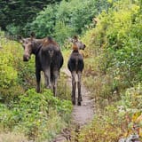 Piegan Pass Trail, Montana - 330 Reviews, Map | AllTrails