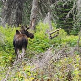 Piegan Pass Trail, Montana - 330 Reviews, Map | AllTrails
