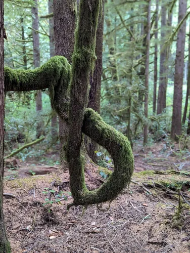 Best Hikes and Trails in Lizard Lake Recreation Site | AllTrails