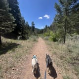 Chamisa Trail, New Mexico - 1,174 Reviews, Map | AllTrails