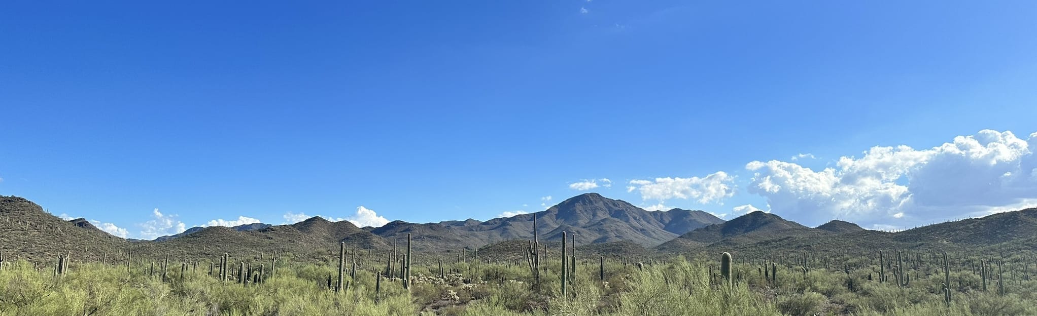 Picture Rocks Wash Trail via Ironwood Forest Trail, Arizona - 81 ...