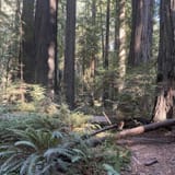 Founders Grove Nature Trail, California - 1,024 Reviews, Map | AllTrails