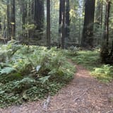 Founders Grove Nature Trail, California - 1,024 Reviews, Map | AllTrails