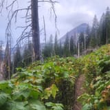 Piegan Pass Trail, Montana - 150 Reviews, Map | AllTrails