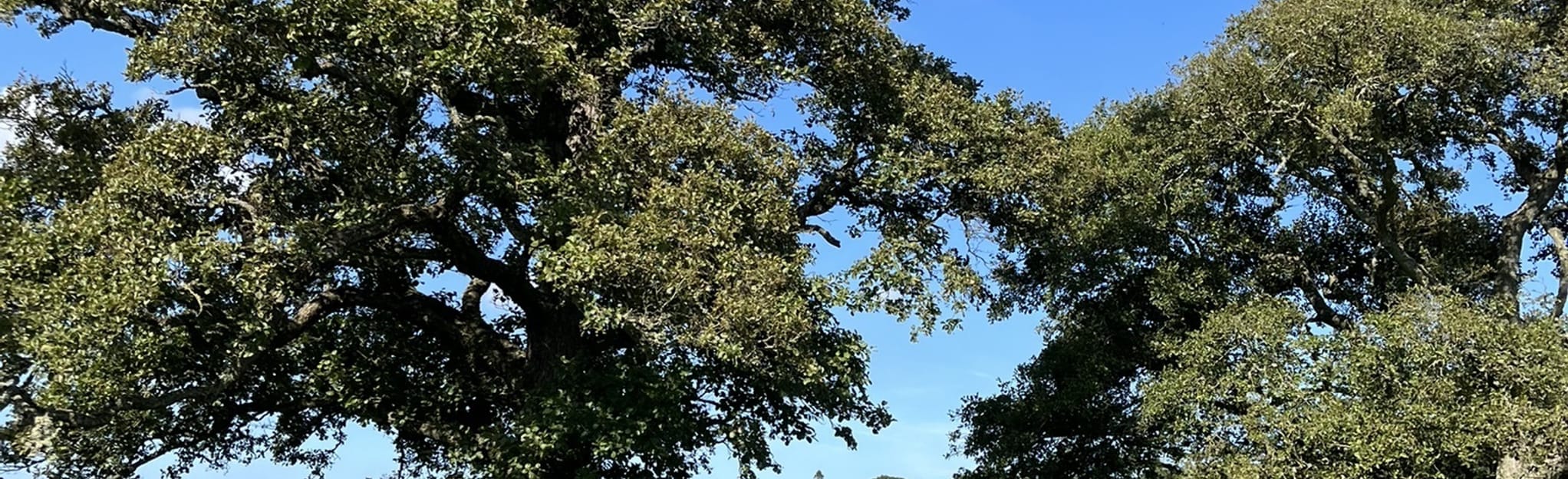 Isaac's Tea Trail: 16 Reviews, Map - Northumberland, England | AllTrails