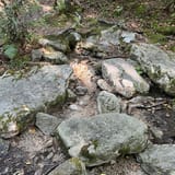 Perry Valley Loop Trail, West Virginia - 105 Reviews, Map | AllTrails