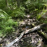 Perry Valley Loop Trail, West Virginia - 105 Reviews, Map | AllTrails