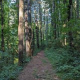 Big Berea Trail, Bull Creek Trail, and White Pine Loop, North Carolina ...