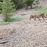 Rice Canyon Trail, California - 952 Reviews, Map | AllTrails