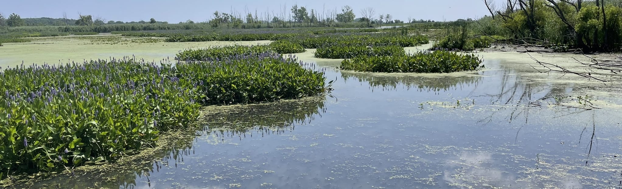 Hillman Short Loop, Ontario, Canada - 14 Reviews, Map | AllTrails