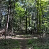Giant White Pine Loop, Wisconsin - 30 Reviews, Map | AllTrails