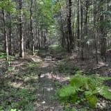 Giant White Pine Loop, Wisconsin - 30 Reviews, Map | AllTrails