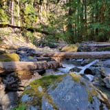 Duckabush River Trail to Five Mile Camp, Washington - 804 Reviews, Map ...
