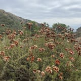 Skyline Drive to Beek's Place, California - 2,074 Reviews, Map | AllTrails