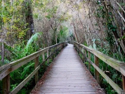 Best Hikes and Trails in Fakahatchee Strand Preserve State Park | AllTrails