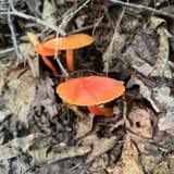 Table Rock Trail Loop, Maine - 968 Reviews, Map | AllTrails