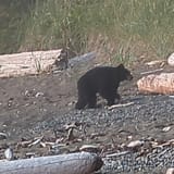 Sand Point Trail, Washington - 320 Reviews, Map | AllTrails