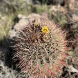 Fossil Ridge Loop, Nevada - 702 Reviews, Map | AllTrails