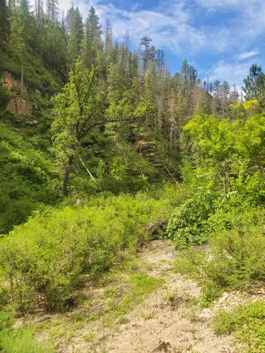 10 Best Trails and Hikes in Happy Jack | AllTrails