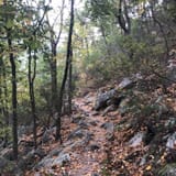 Kennedy Peak Loop, Virginia - 546 Reviews, Map | AllTrails