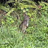 Brevard Zoo Linear Park Trail, Florida - 831 Reviews, Map | AllTrails