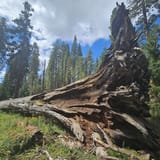 Grizzly Giant and California Tunnel Tree via Accessible Trailhead ...