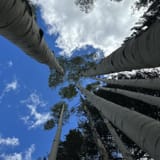 Turkey Flats Loop Trail, Colorado - 199 Reviews, Map | AllTrails