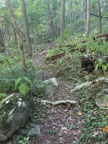Best Hikes and Trails in Rapidan Wildlife Management Area | AllTrails