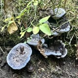 Skoki Loop Backpacking Trail, Alberta, Canada - 364 Reviews, Map ...