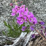 The Collegiate Loop, Colorado - 83 Reviews, Map | AllTrails